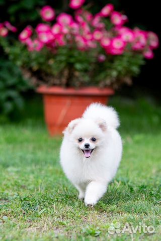 Пушистые колобки