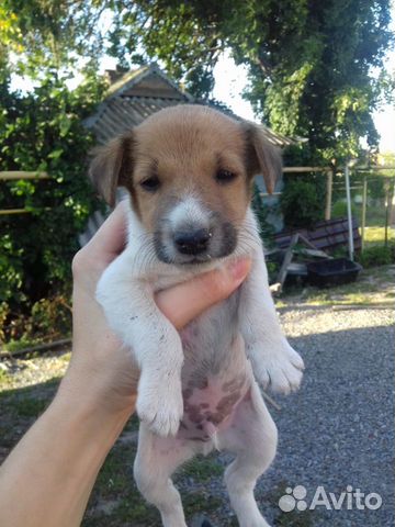 Продам кобеля гладкошерстного фокстерьера