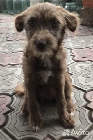 Отдам щенка