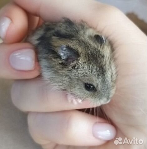 Джунгарский хомячок