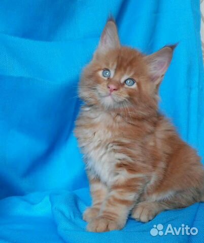 Мэй Кун Котята, резерв