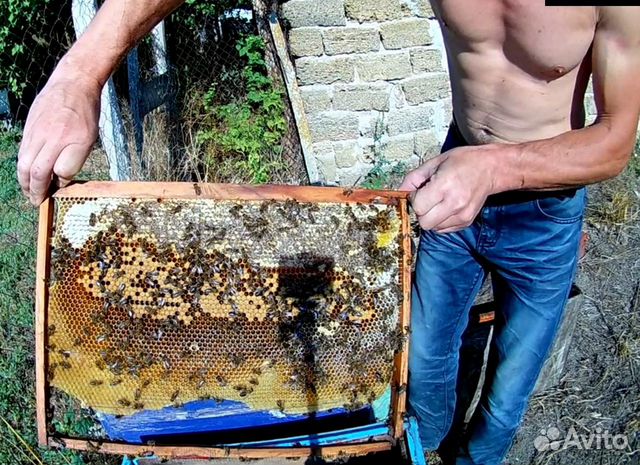 Продам пчел