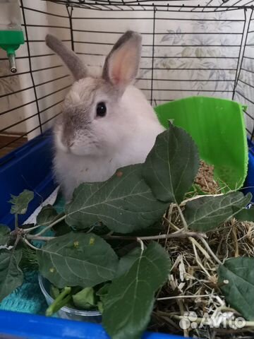 Декоративный кролик