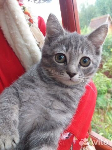 Котята в семью:)