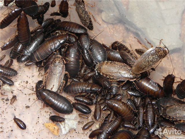 Мраморный таракан