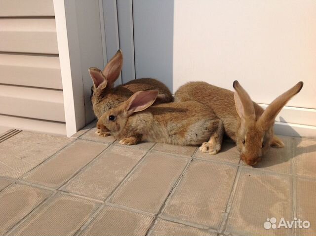 Крольчата Бельгийцы