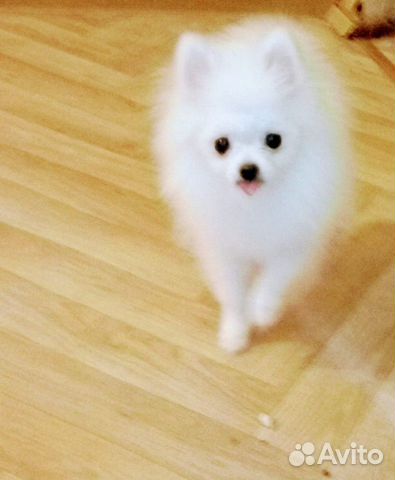 Шпиц-мальчик