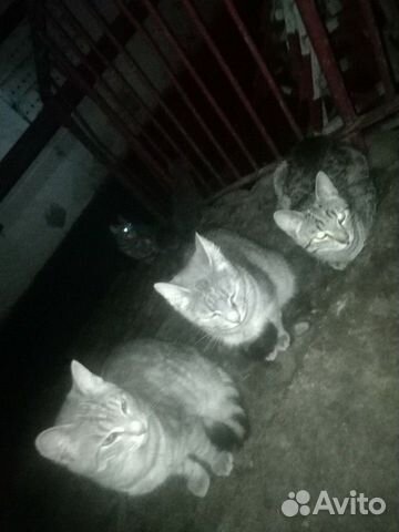 Отдам котят