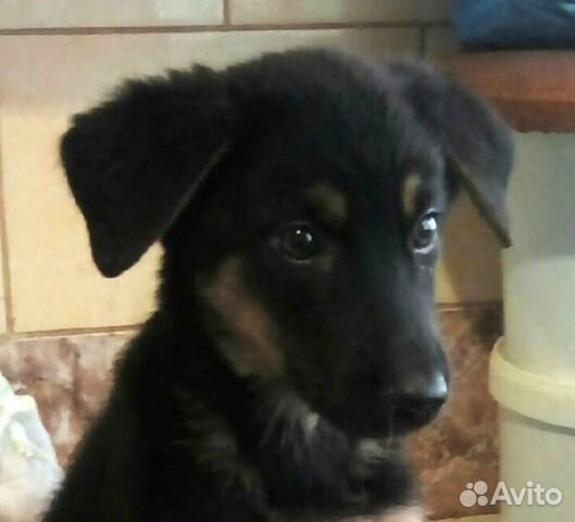 Хьюго, щенок, 4 мес