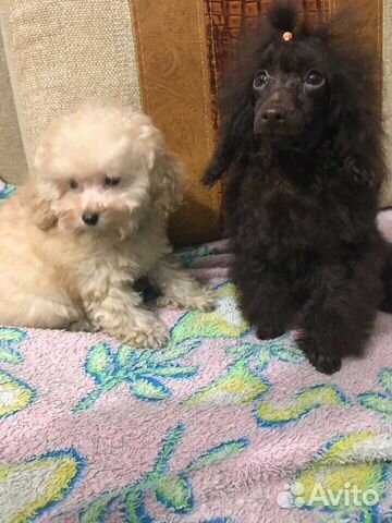 Щенок той пудель, кобель