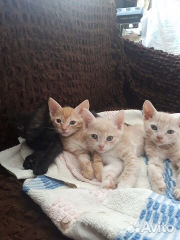 Отдам в добрые руки