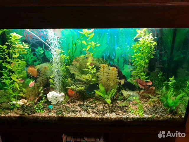 Аквариум с рыбками и оборудованием