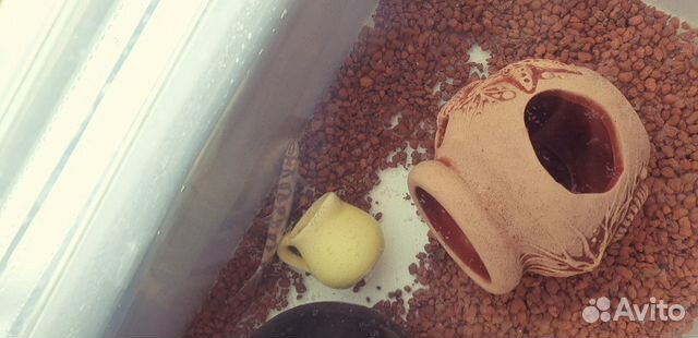 Рыбка Боция