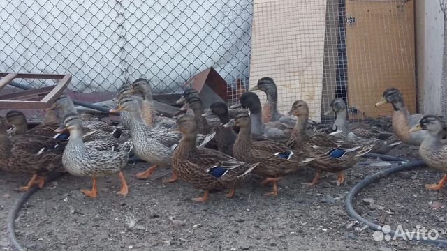 Утки кряква