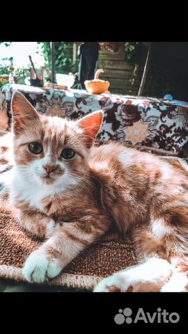 В хорошие руки котёнок