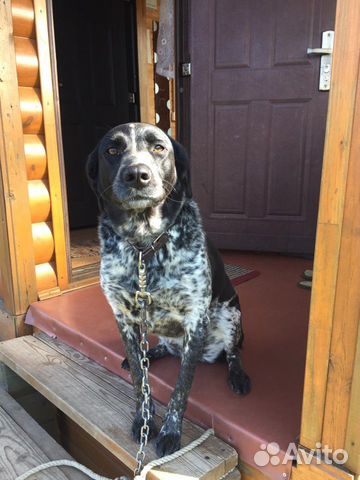 Собака в добрые руки