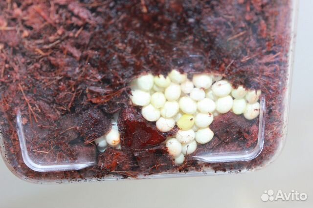 Ахатина улитка