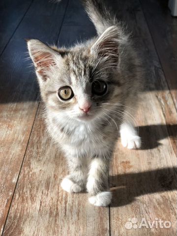 Котенок Мими