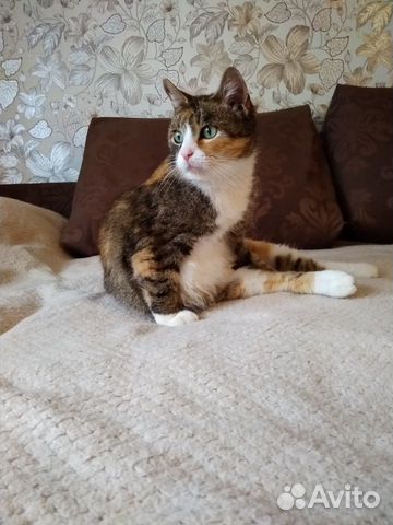 Кошечка Джесс