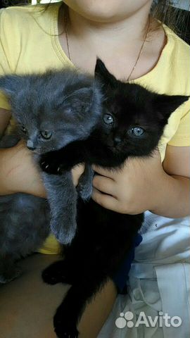 Котята в добрые руки