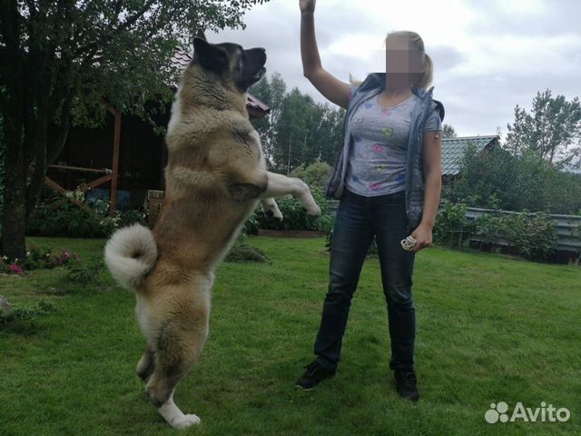 Кобель Американкой акиты для вязки