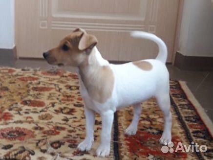 Щенок сука той-фокстерьер