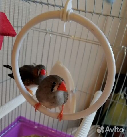 2 зебровые и 1 белая амадины