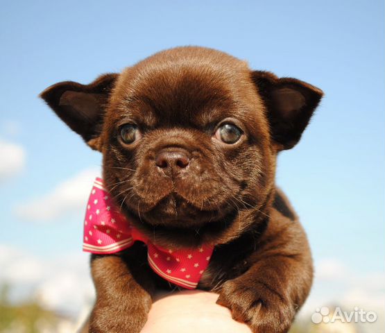 Шоколадный мишка Барни