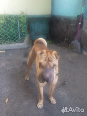 Шарпей девочка в добрые руки