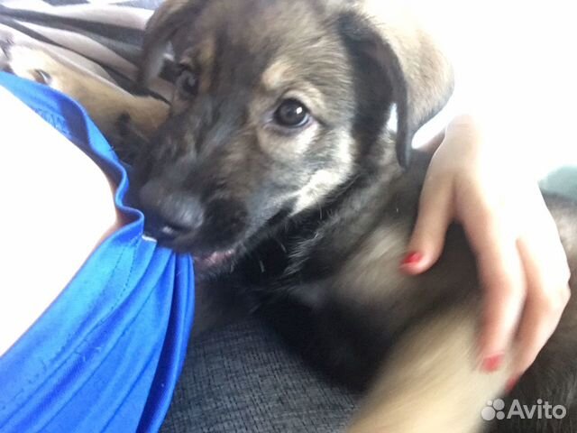 Щенок Персик