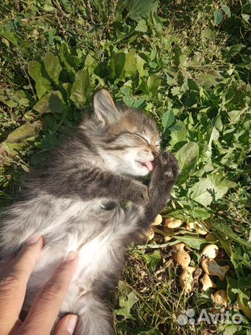 Отдам кошечку