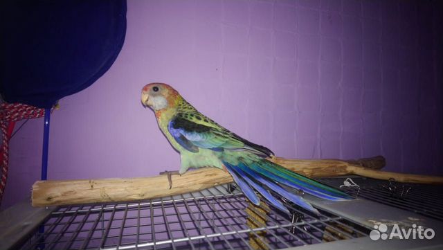 Попугай Розелла 2,5 мес