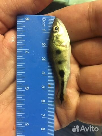 Цихла монокулус