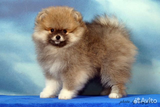 Шпицы померанские красивые окрасы