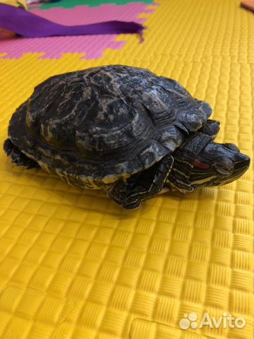 Черепаха