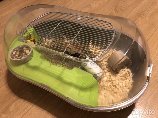 Клетка с мышкой-песчанкой