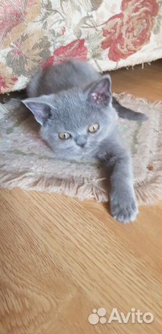 Котенок Шерри мальчик 5мес