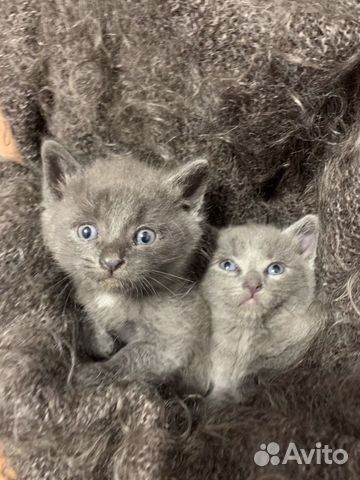 Котята Шартрез