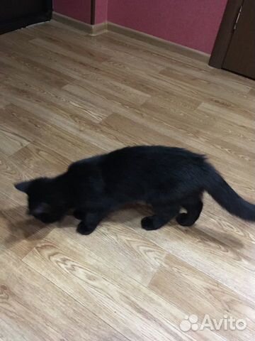 Котёнок скотиш -страйт