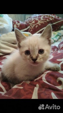 Кошка меконгского бобтейла