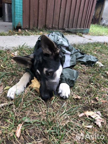 Пальма ищет дом