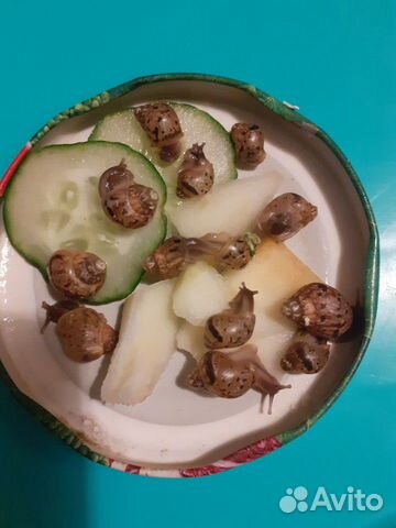 Улитята Ахатины