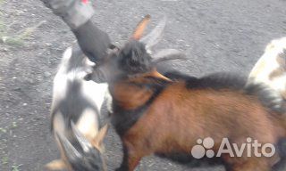 Камерунский козел