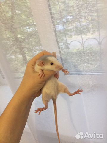 Продам двух мышек «хаски» мальчик и девочка, и ещё