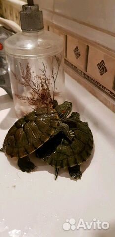 Две красноухие черепашки