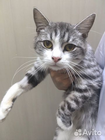 Отдам в добрые руки