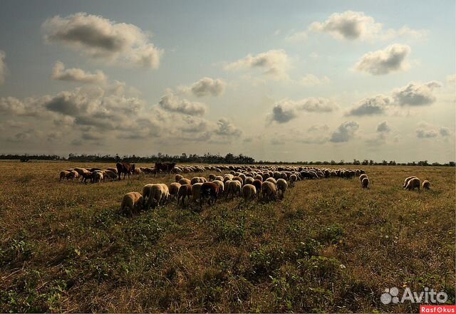 Продам баранину мясом