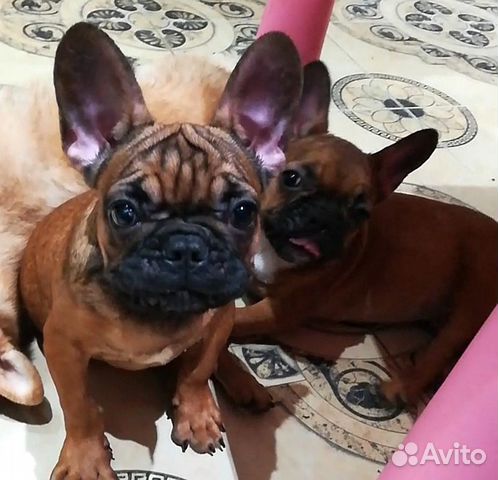 Девочки красные французики