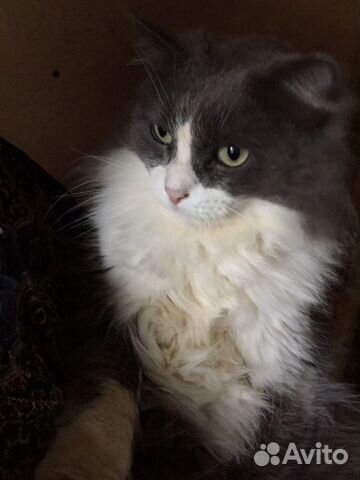 Молодой Шикарный котик в добрые ручки