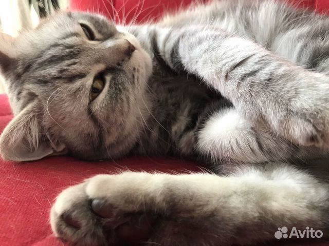 Кошка скотиш-страйт